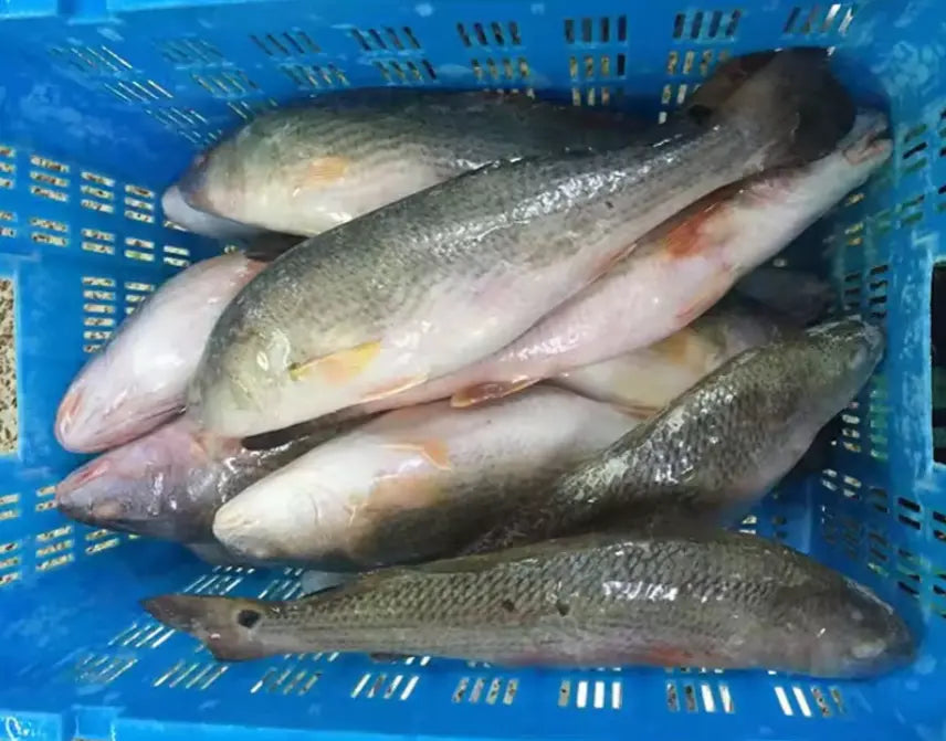 How To Fillet a Redfish – Kyoku Knives